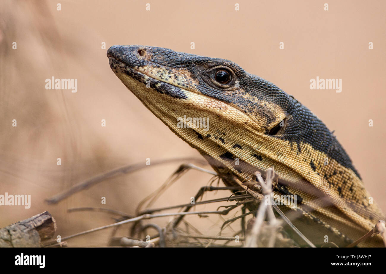 Big lizards up close hi-res stock photography and images - Alamy