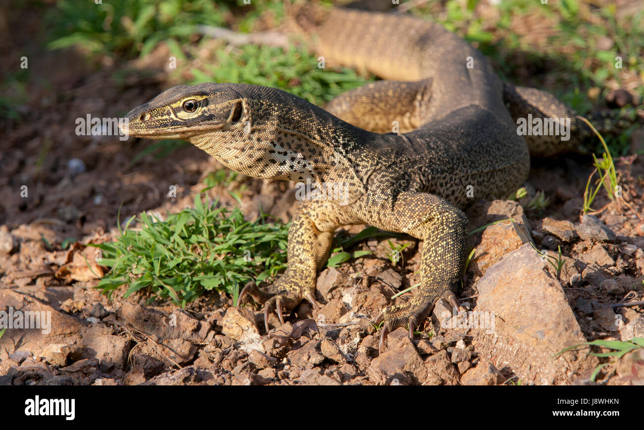 Lizards monitor lizards hi-res stock photography and images - Alamy