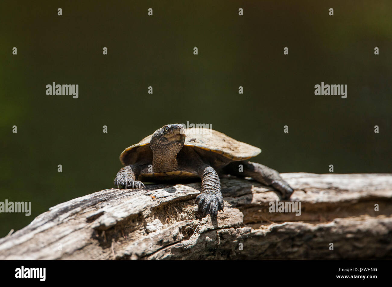 Elseya irwini hi-res stock photography and images - Alamy