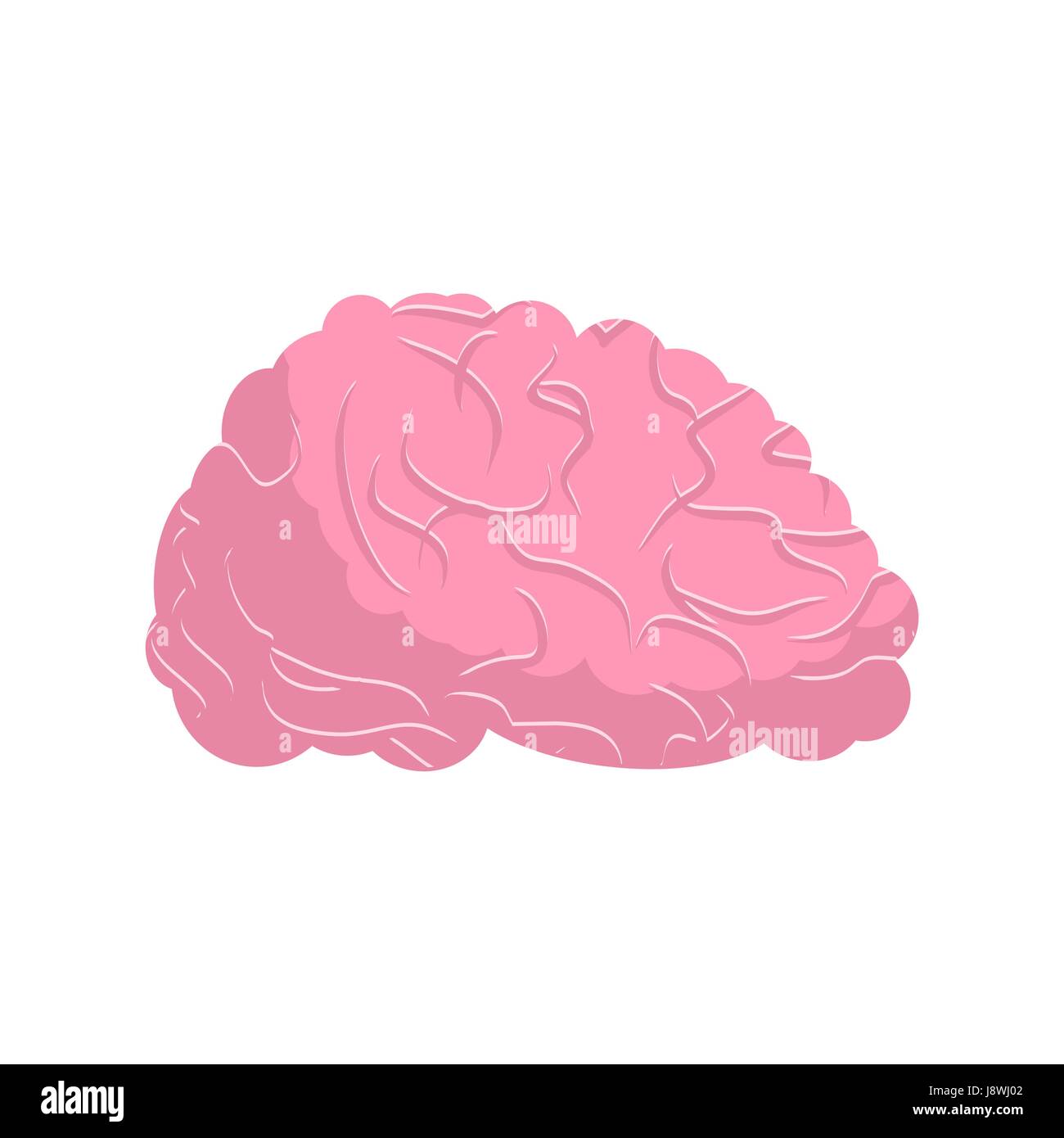 brain isolated. Human brains on white background Stock Vector Image ...