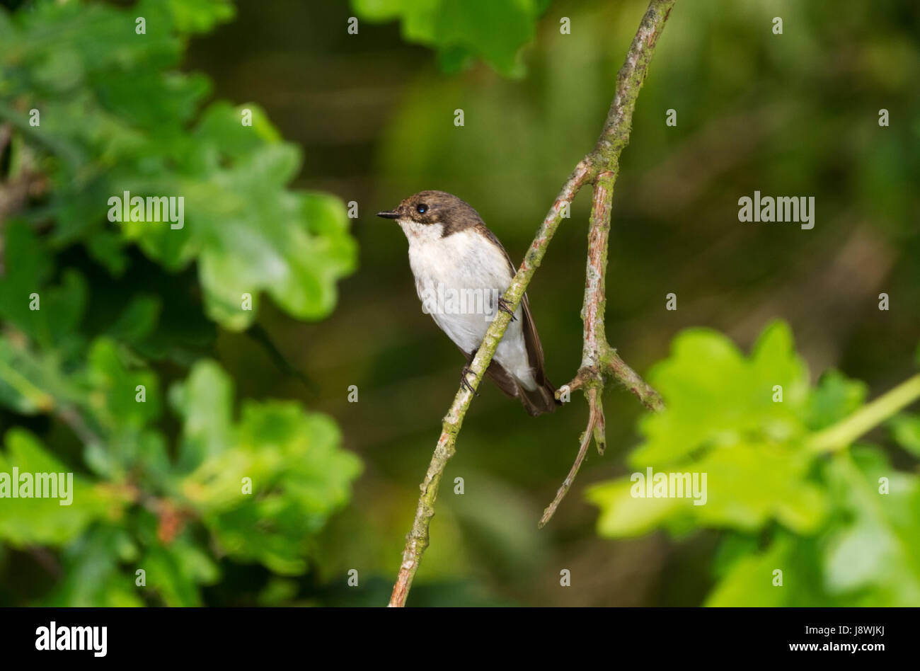 Male European pied flycatcher on a branch Stock Photo - Alamy