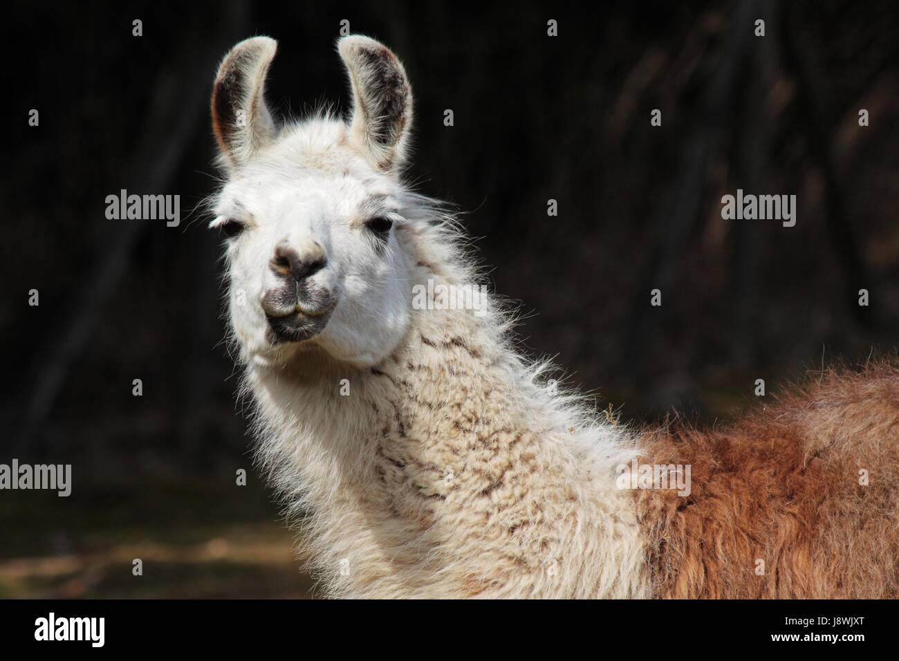 Lama kameliden hi-res stock photography and images - Alamy