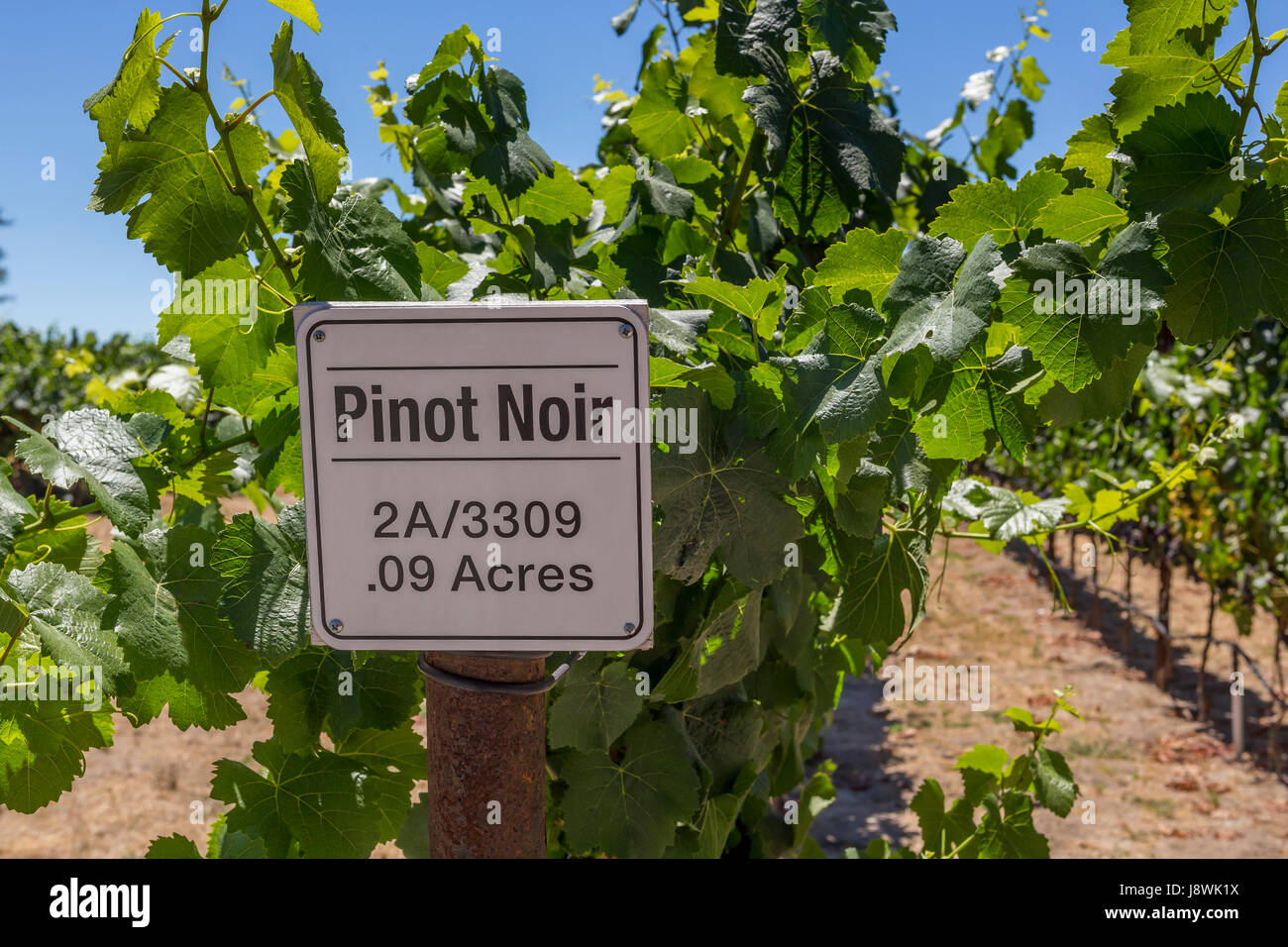 Pinot noir grapevine, vineyards, Martin Ray Vineyards and Winery, Santa ...