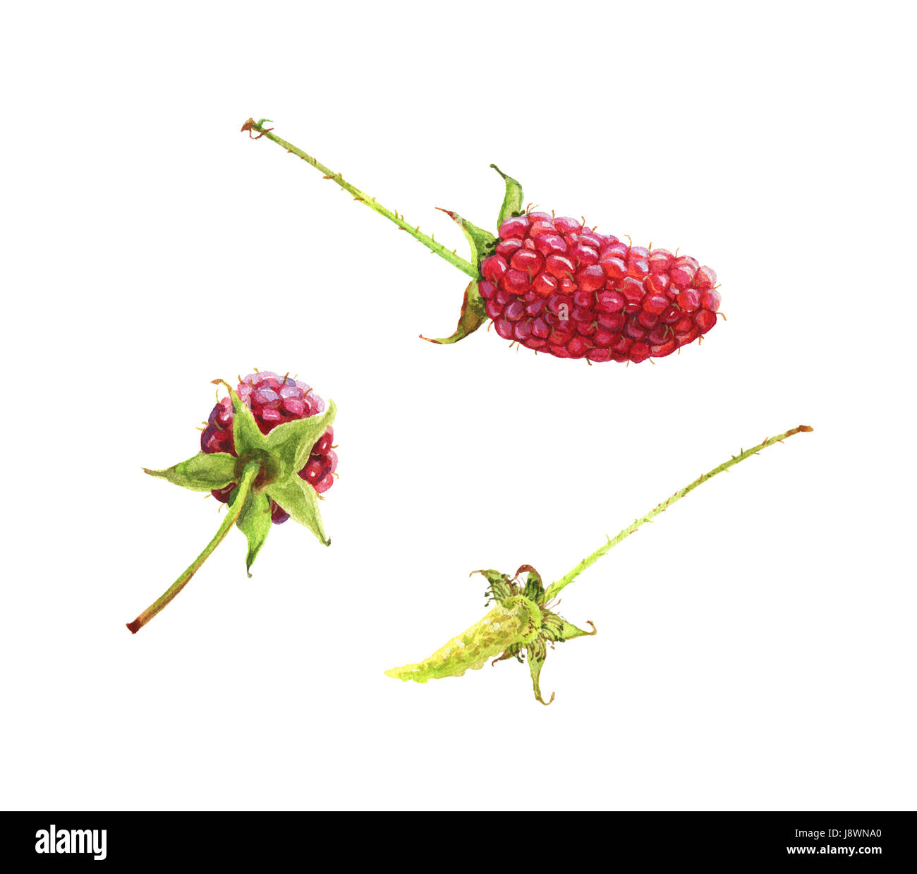 Watercolor realistic raspberry. Red berries set Stock Photo - Alamy
