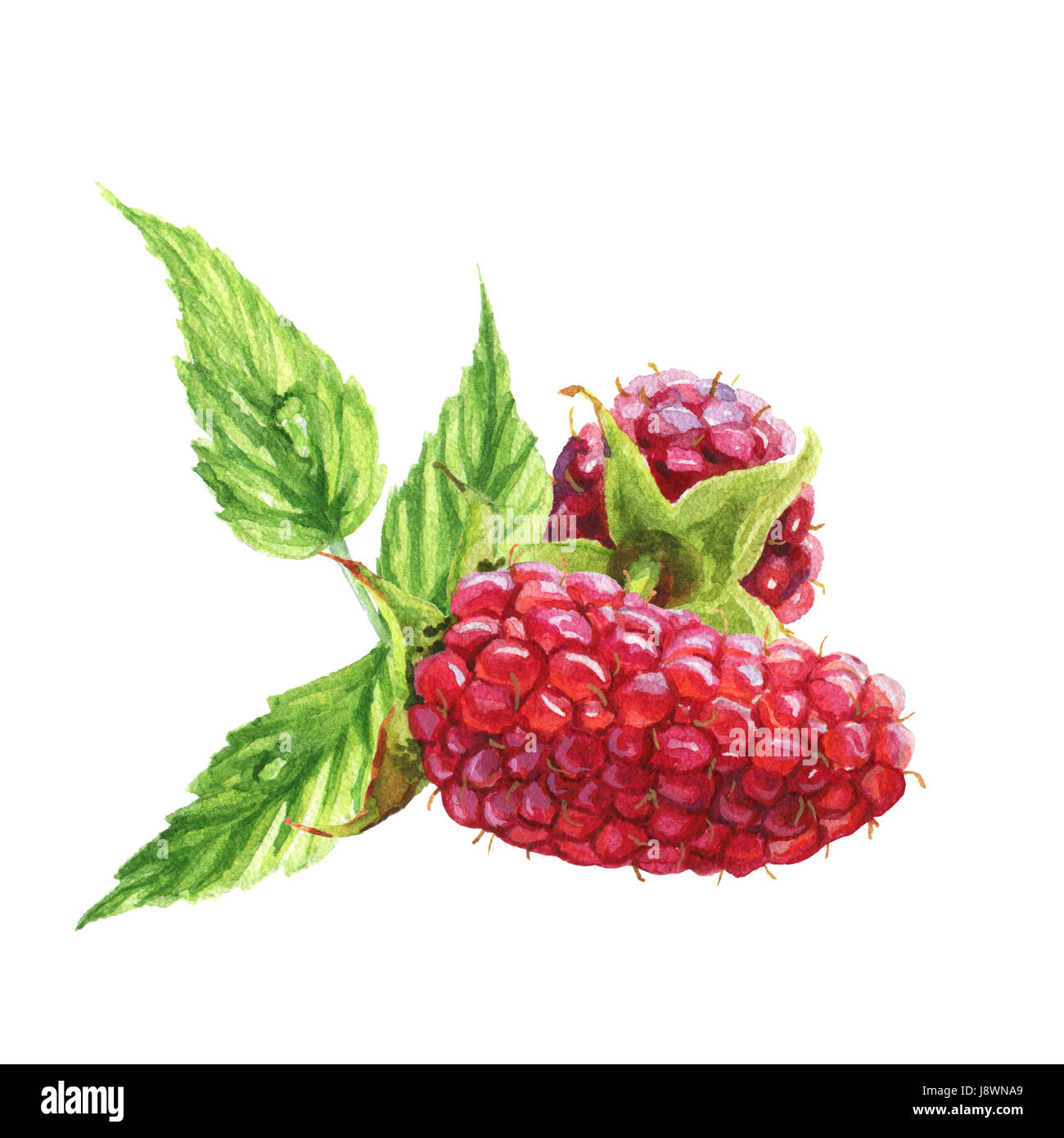 Raspberry plant drawing hi-res stock photography and images - Alamy