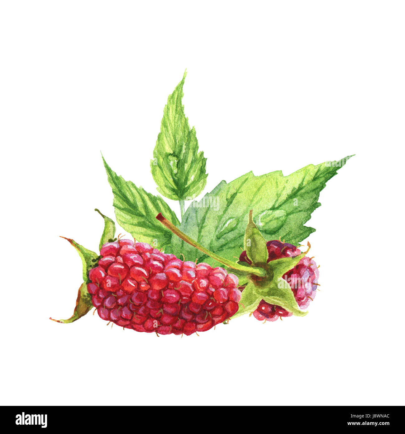 Watercolor realistic raspberry. Red berries Stock Photo - Alamy