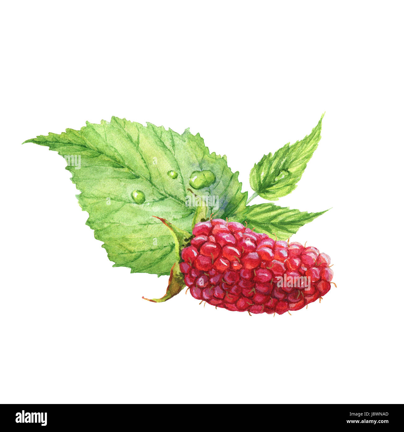 Raspberry plant drawing hi-res stock photography and images - Alamy