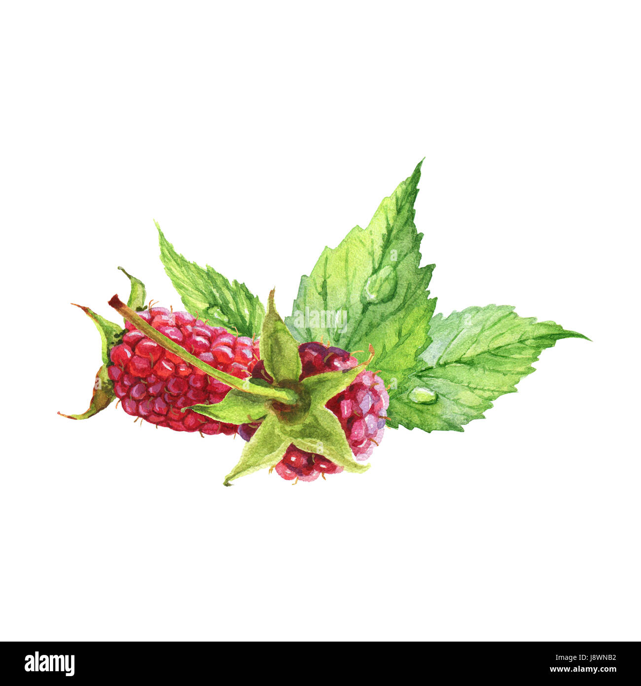Watercolor realistic raspberry. Red berries Stock Photo - Alamy
