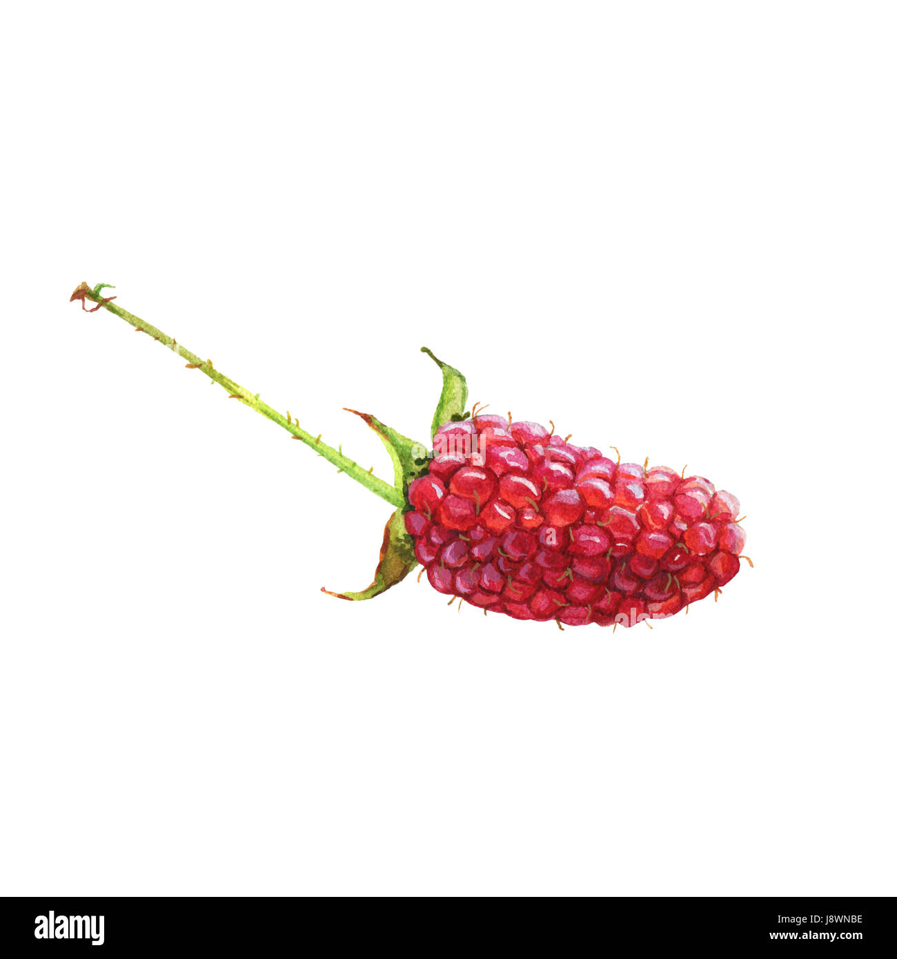 Watercolor realistic raspberry. Red berries Stock Photo - Alamy