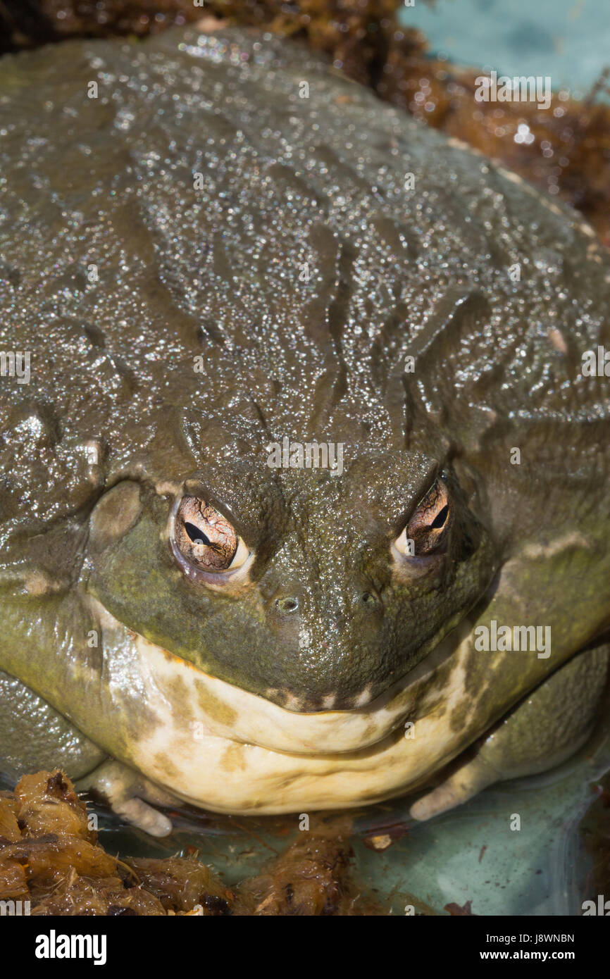 Pyxicephalus adspersus hi-res stock photography and images - Alamy