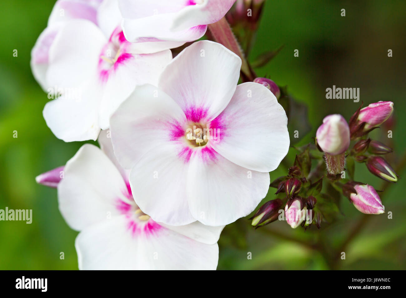garden, flower, plant, bloom, blossom, flourish, flourishing, gardens ...