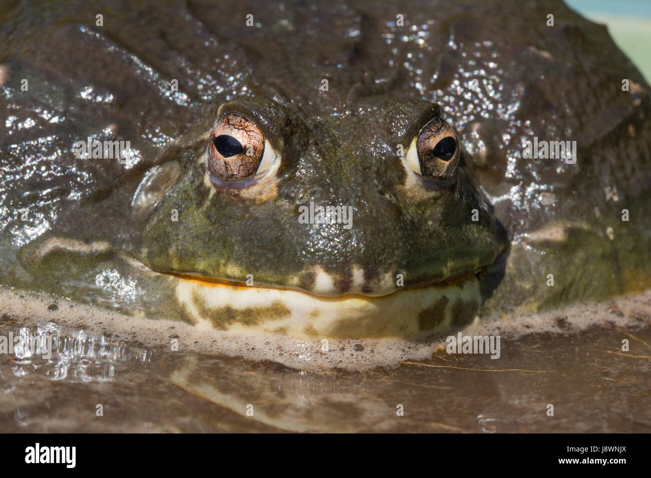 African bullfrog south africa hi-res stock photography and images - Alamy
