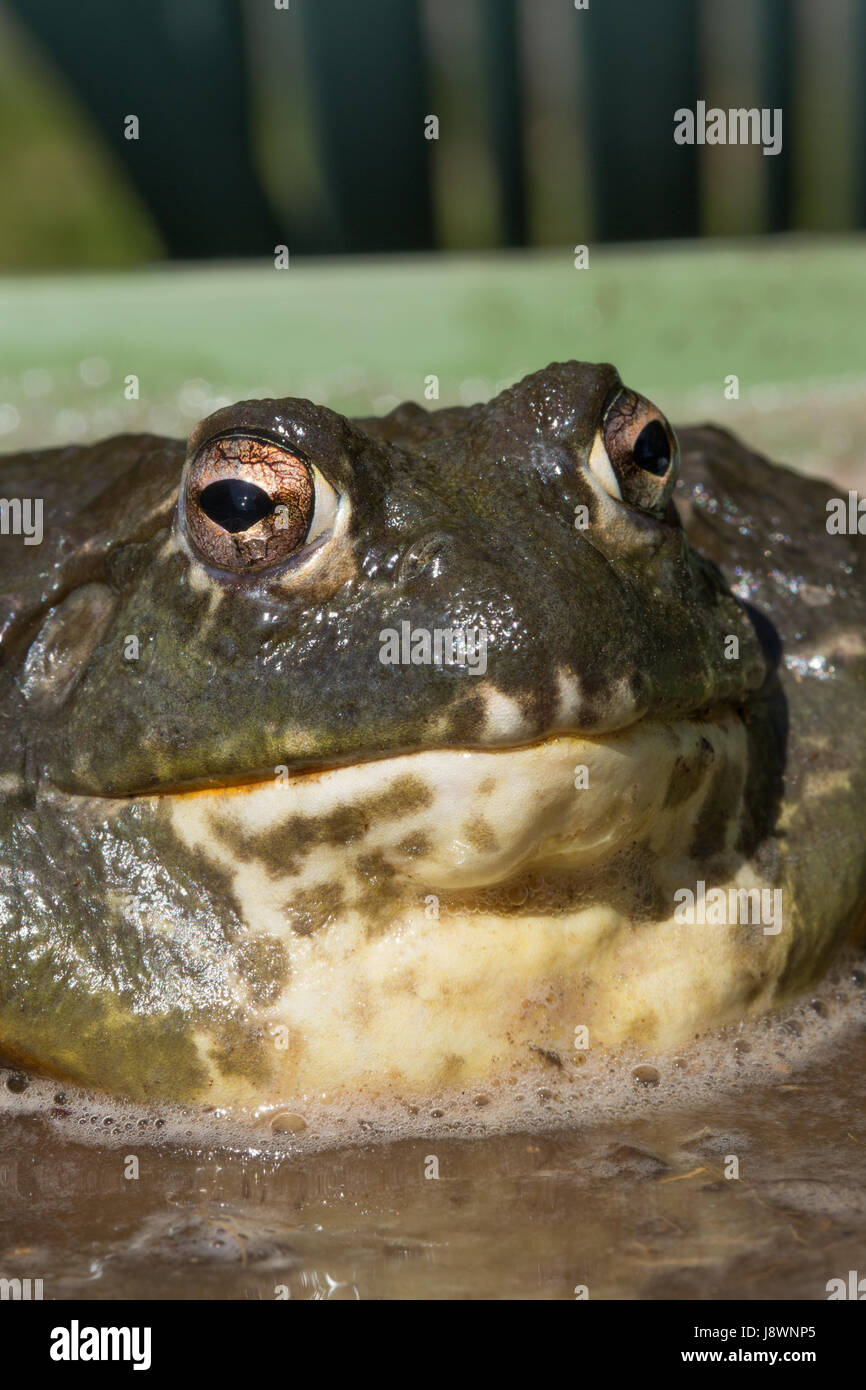 Bullfrog eye hi-res stock photography and images - Alamy