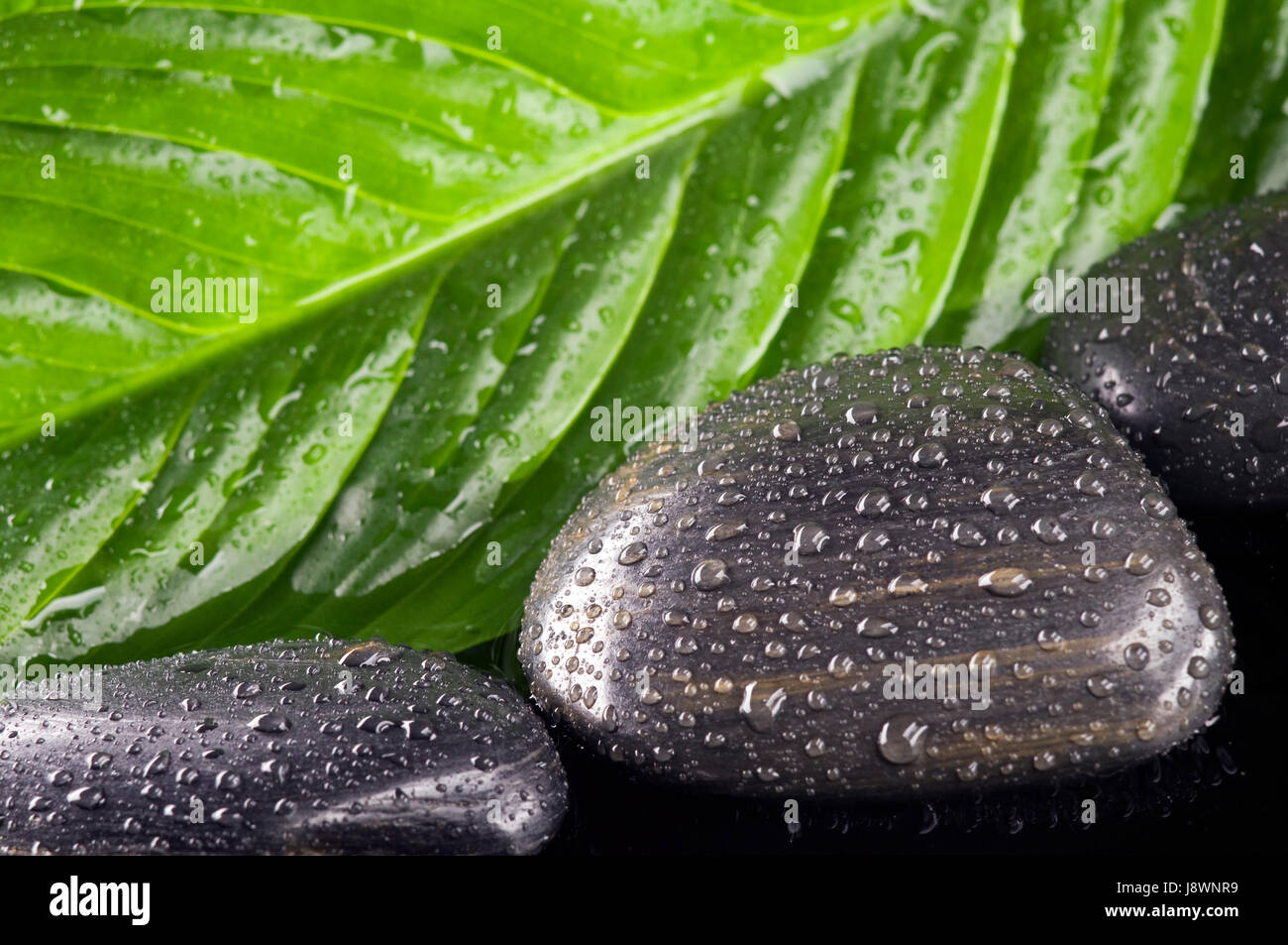 flora, drop, spa, mineral spring, medicinal spring, wellness, nature ...