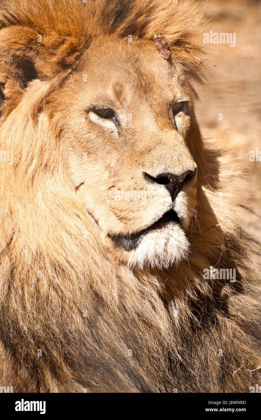 wild, africa, lion, cat, big cat, feline predator, wildlife, emperor ...