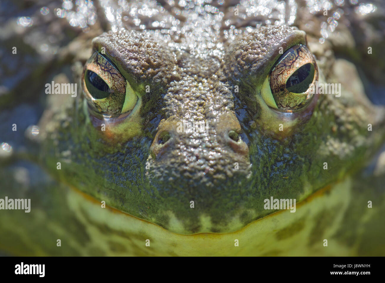AFRICAN BULLFROG Pyxicephalus adspersus. head view including facial ...