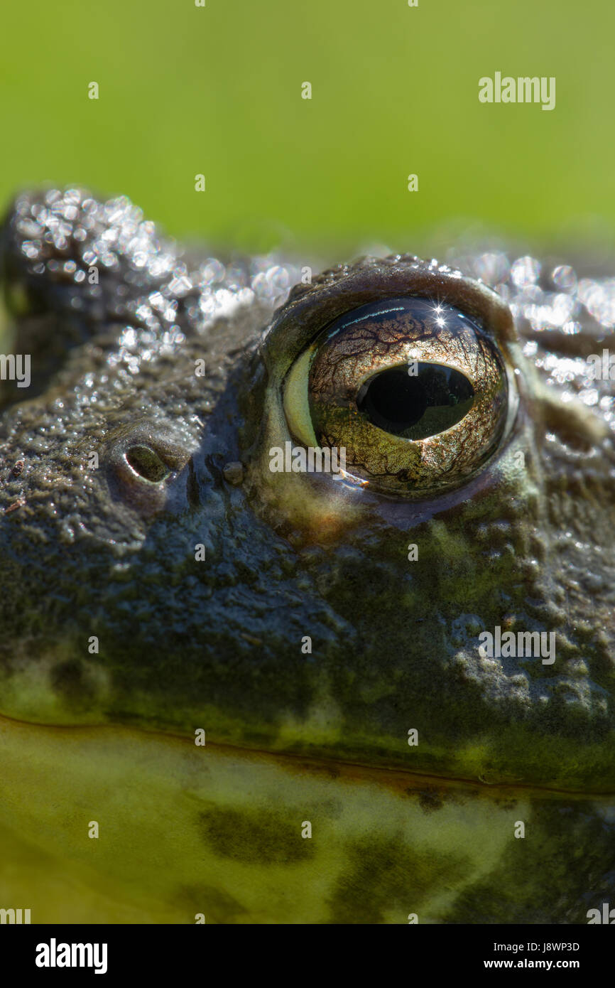 Africa african bullfrog pyxie frog female pyxicephalus adspersus hi-res ...
