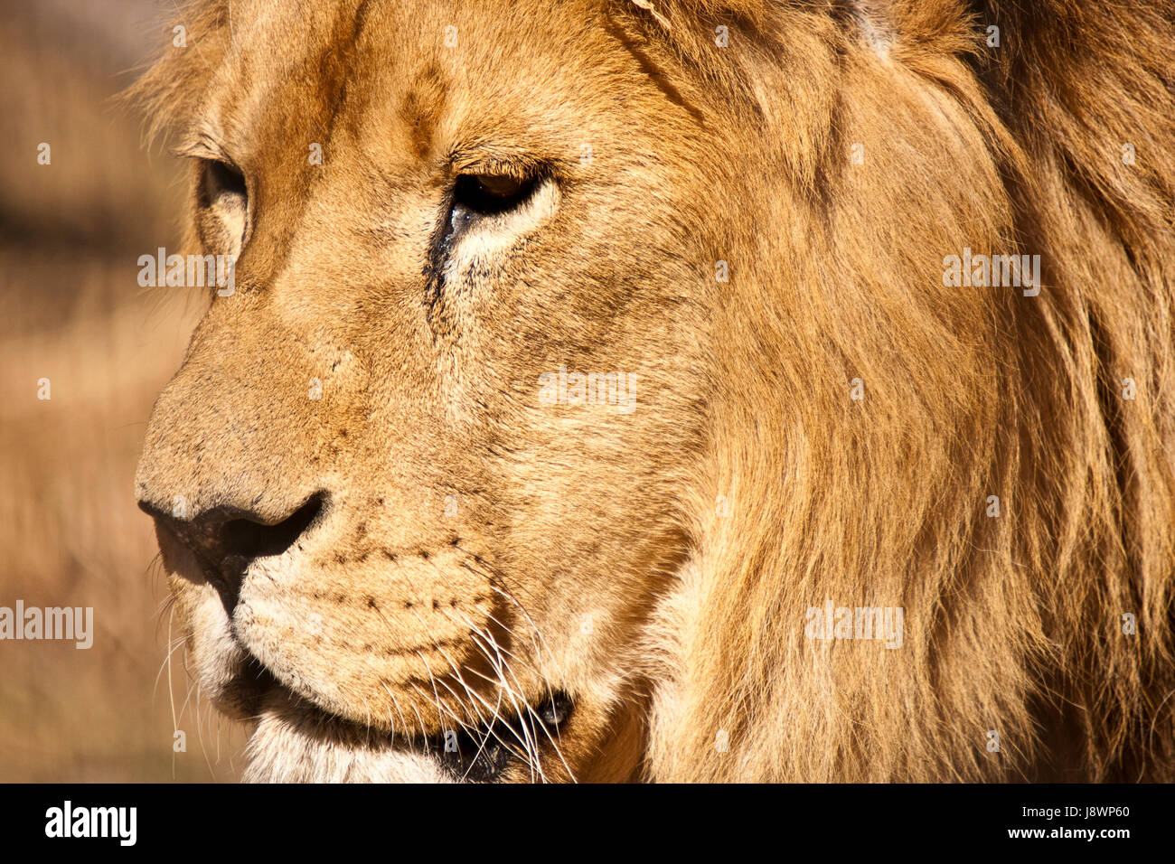 wild, africa, lion, cat, big cat, feline predator, hunter, safari ...