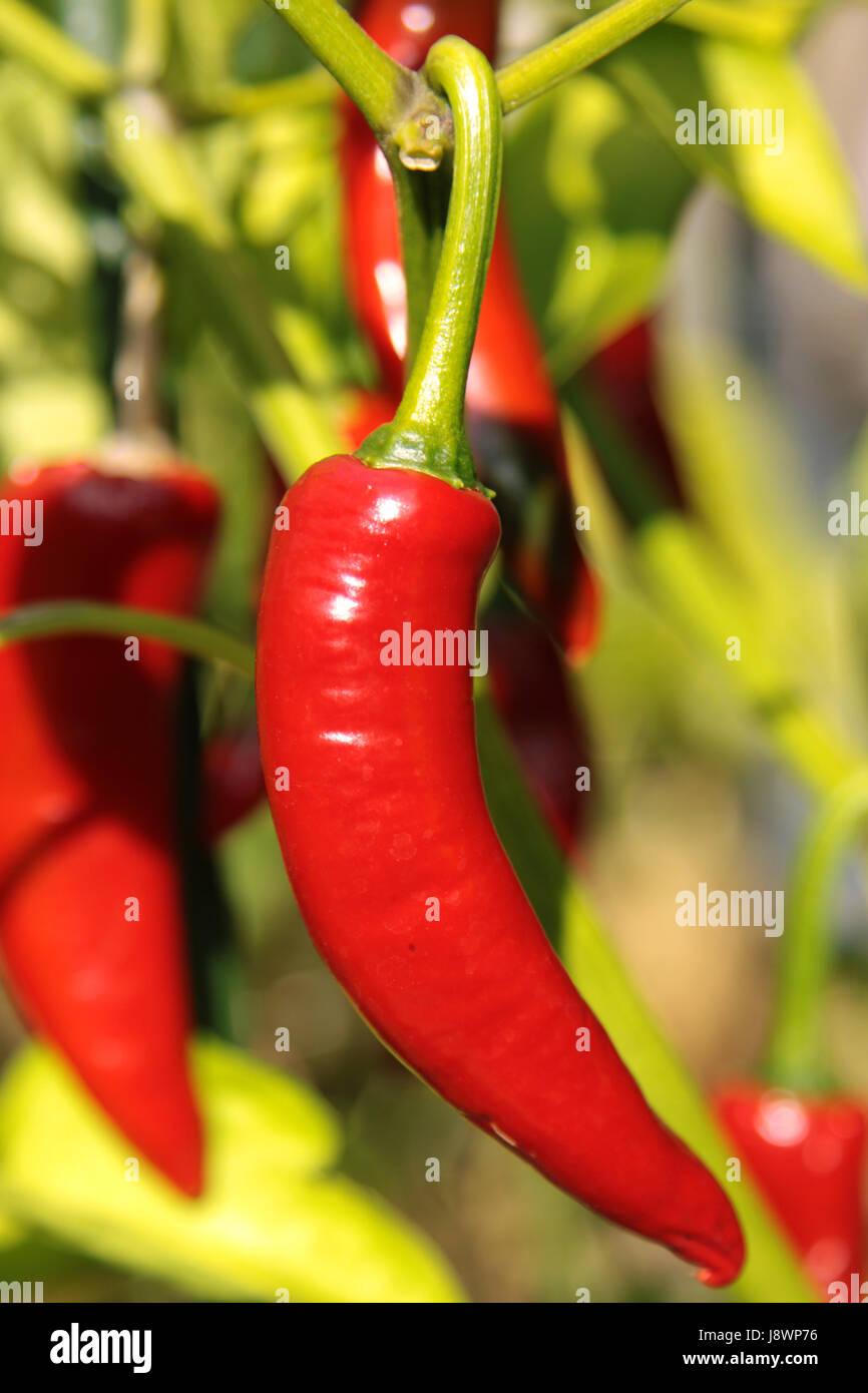 pepperoni, chilli, chili, food, aliment, spice, green, bush, pepperoni ...