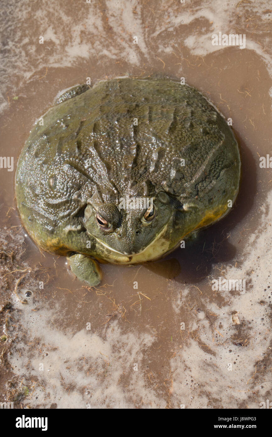 Africa african bullfrog pyxie frog female pyxicephalus adspersus hi-res ...