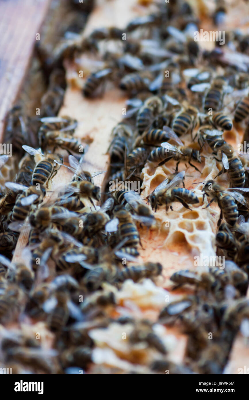 humans, human beings, people, folk, persons, human, human being, danger ...