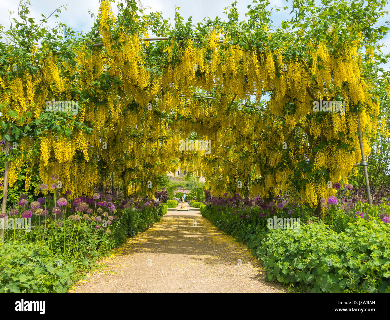 Laburnum arch hi-res stock photography and images - Alamy