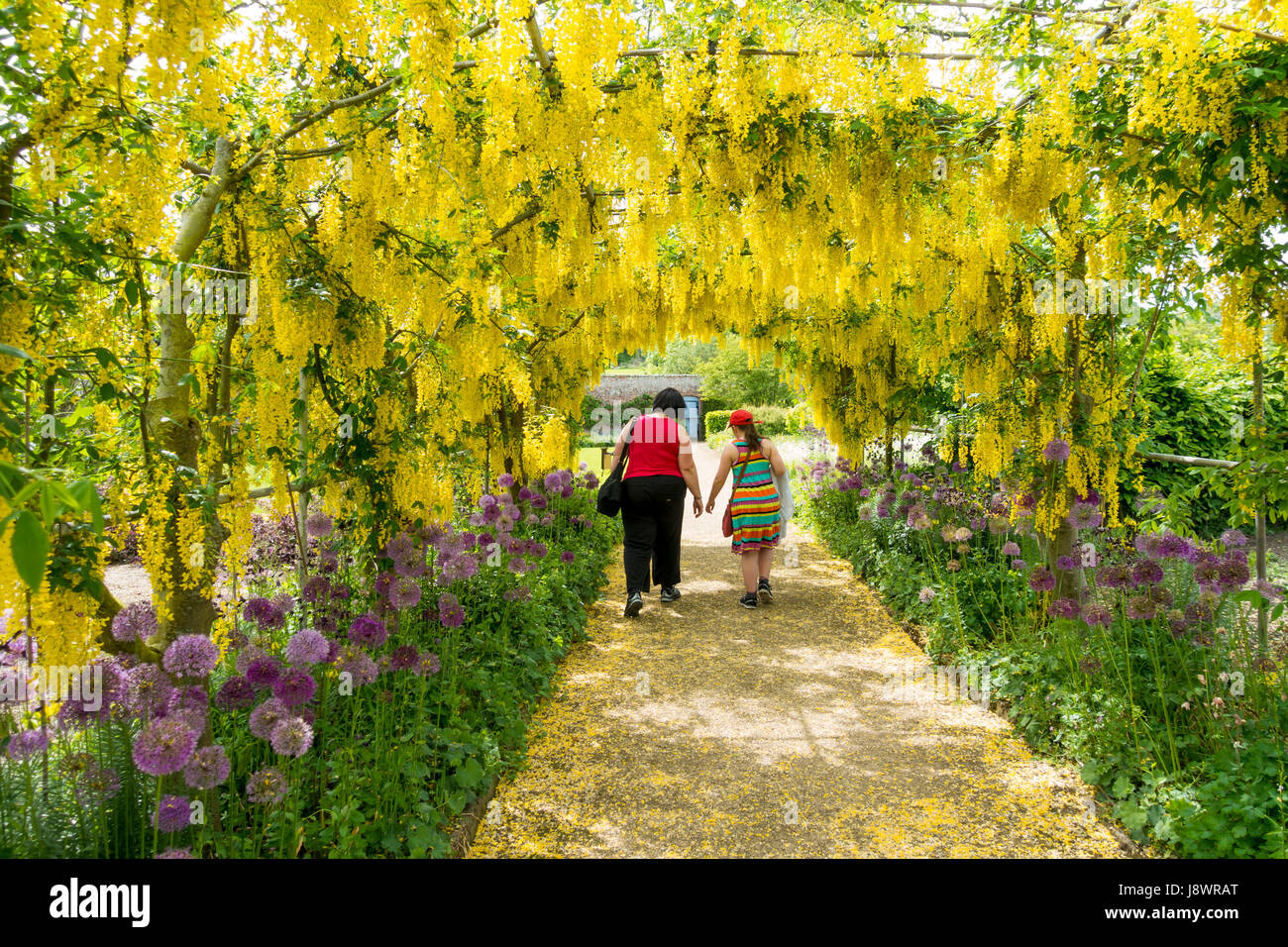 Laburnum arch hi-res stock photography and images - Alamy