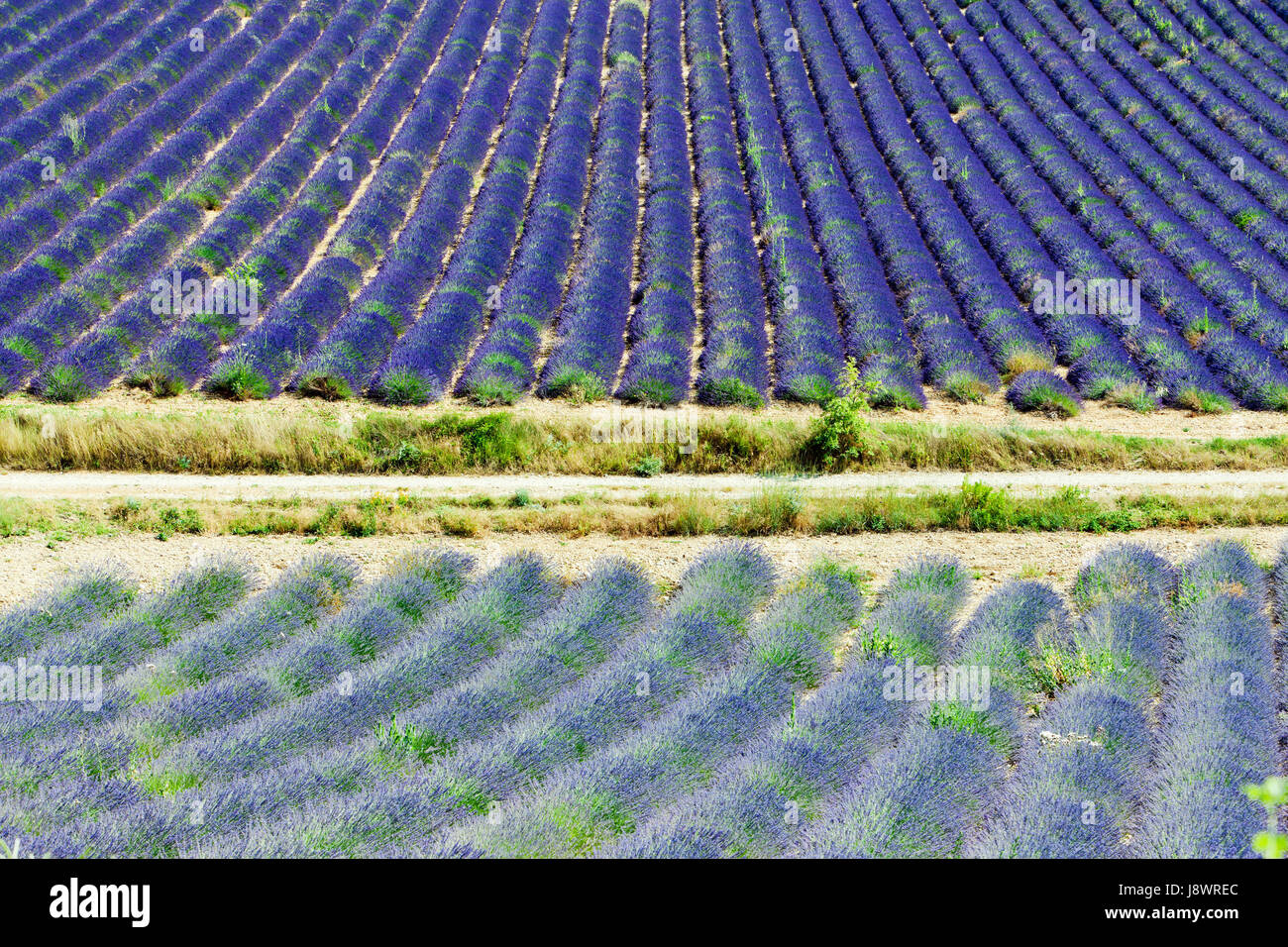 agriculture, farming, field, europe, france, lavender, Provence ...