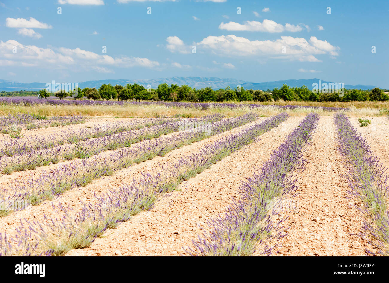 agriculture, farming, field, europe, france, lavender, Provence ...