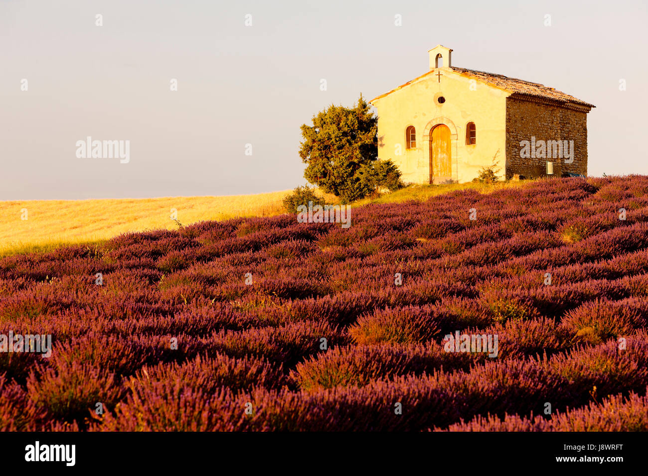 agriculture, farming, field, europe, france, lavender, Provence, travel ...
