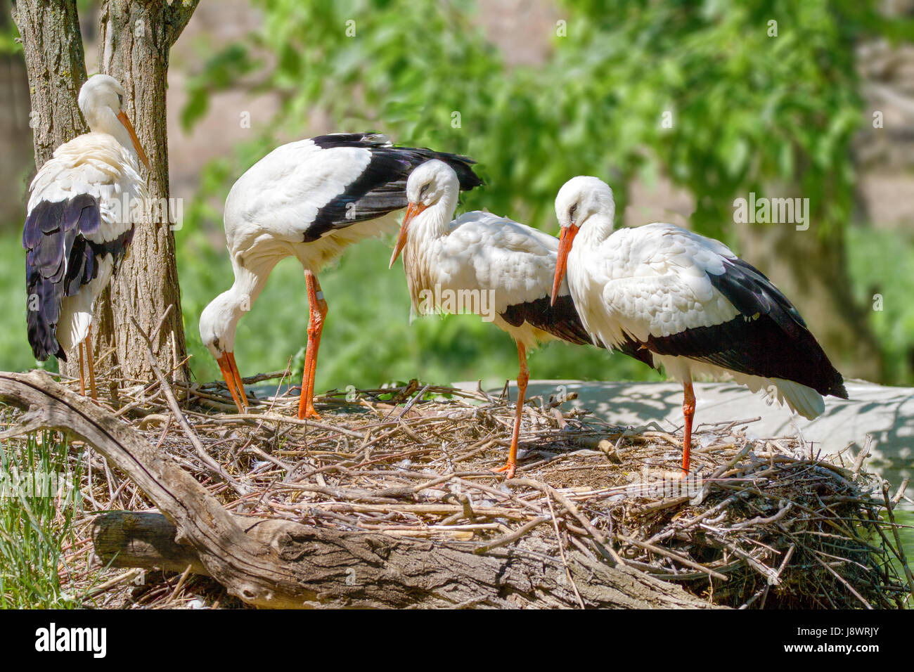 Image of a bird a family of storks builds a nest Stock Photo - Alamy