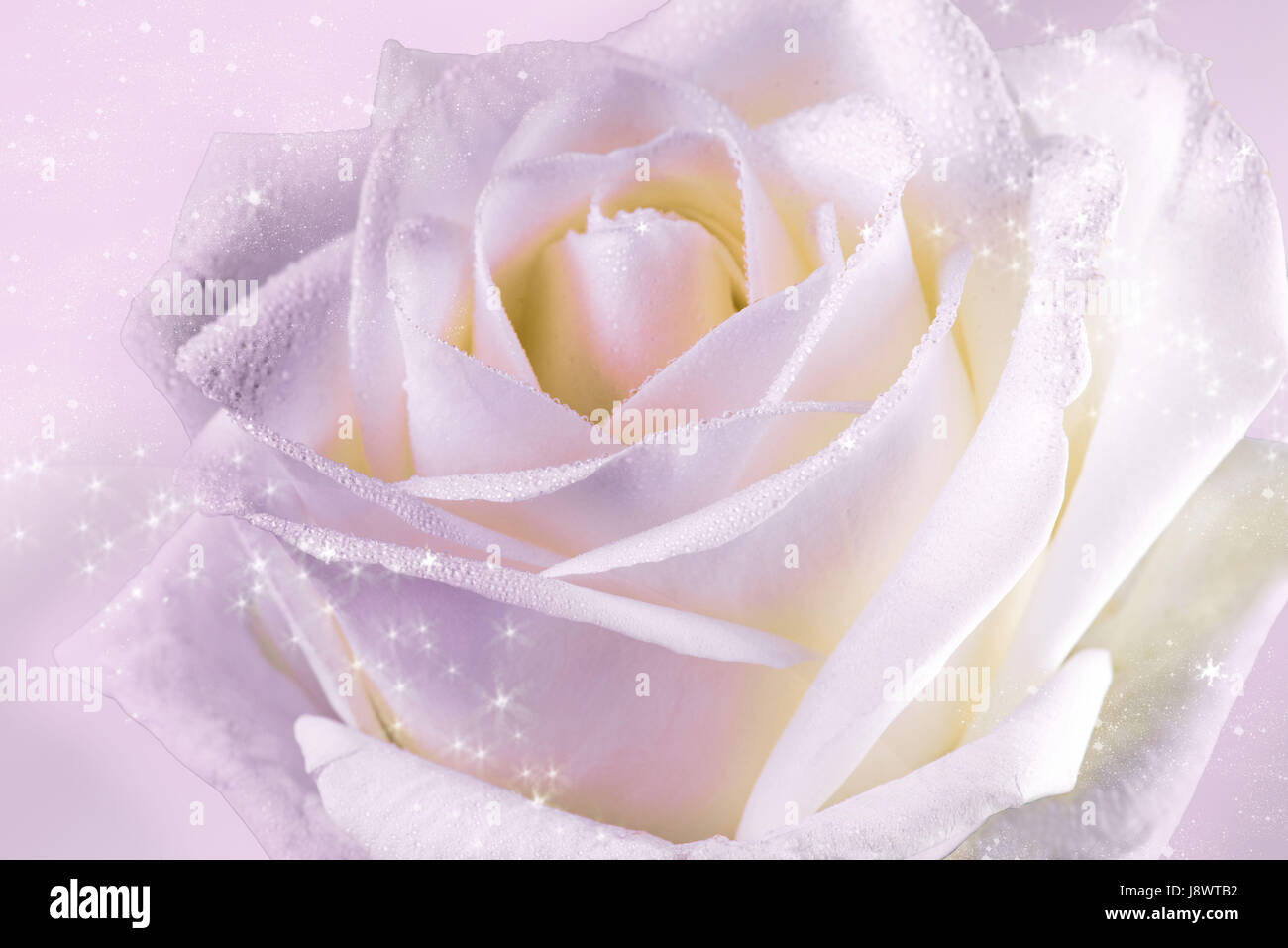 Shiny rose hi-res stock photography and images - Alamy