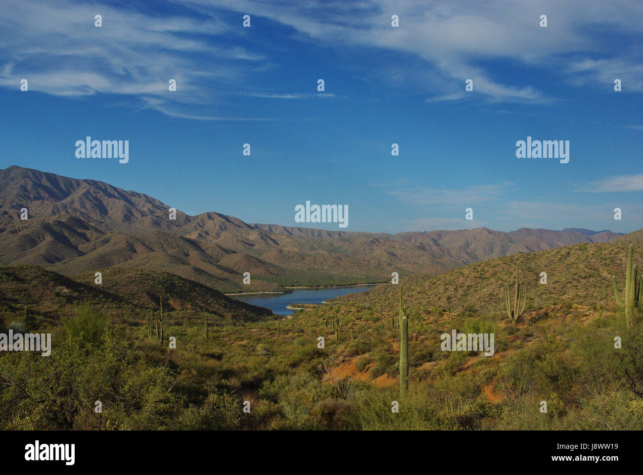 cacti, cactus, salt water, sea, ocean, water, mountain, blue, desert ...