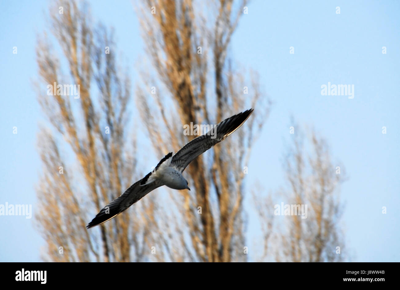 flight, winter, bird, birds, types, fly, flies, flys, flying, nature ...
