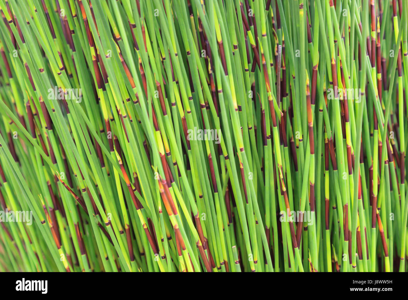 RESTIO Chondropetalum tectorum commonly known as thatching reed closeup ...