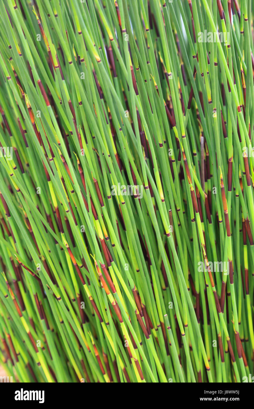 RESTIO Chondropetalum tectorum commonly known as thatching reed closeup ...