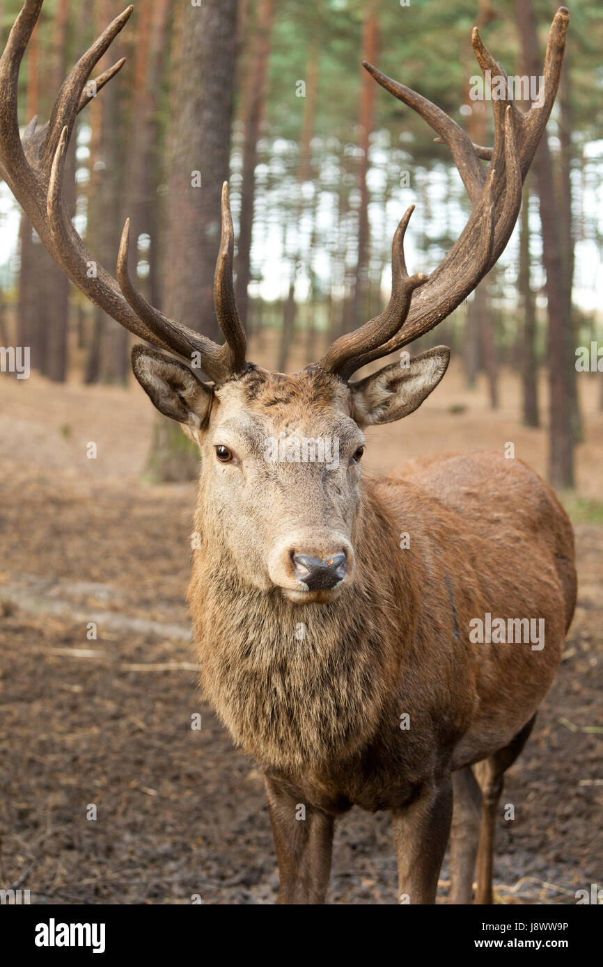 wild, horns, elk, deer, hoofed animal, roe, hart, stag, wild, horns ...