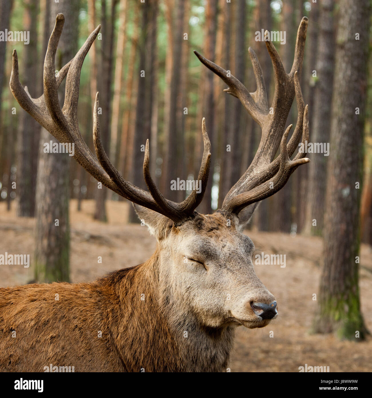 wild, horns, elk, deer, hoofed animal, roe, hart, stag, wild, horns ...