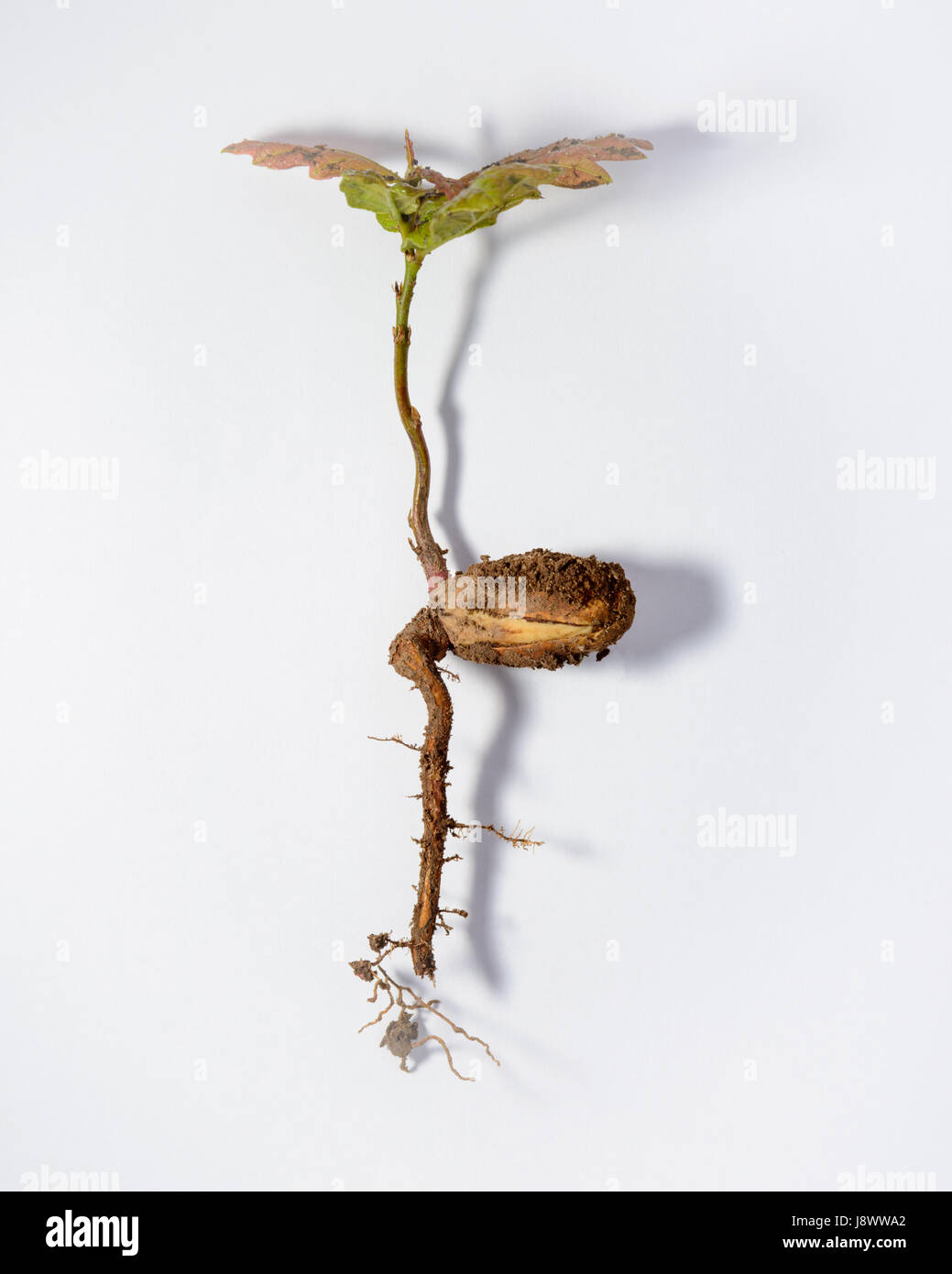 A sprouting Oak (Quercus) acorn on white background. Displayed are ...