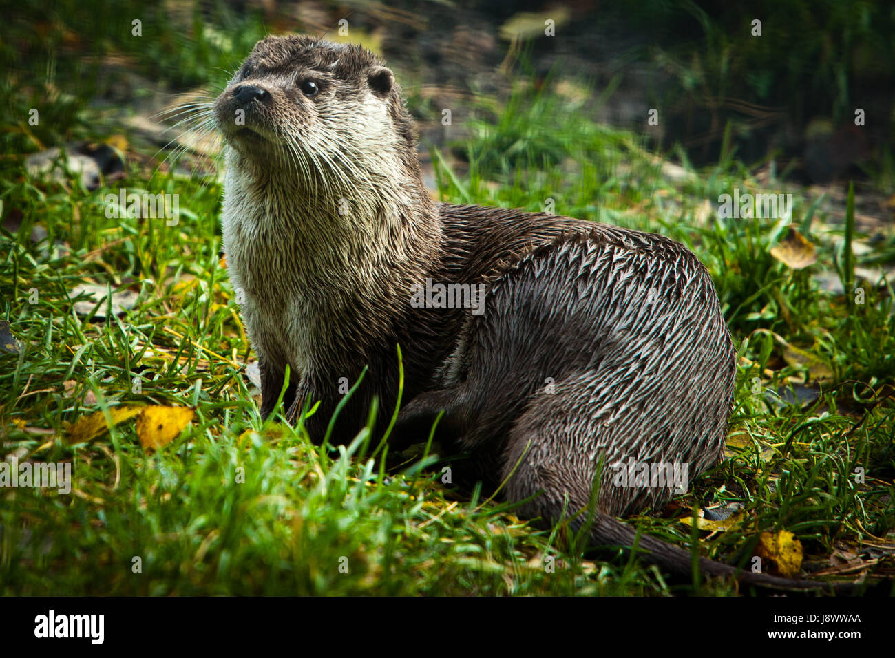 swamp, rodent, beaver, rat, waters, rodent, aquatic sport, beaver ...