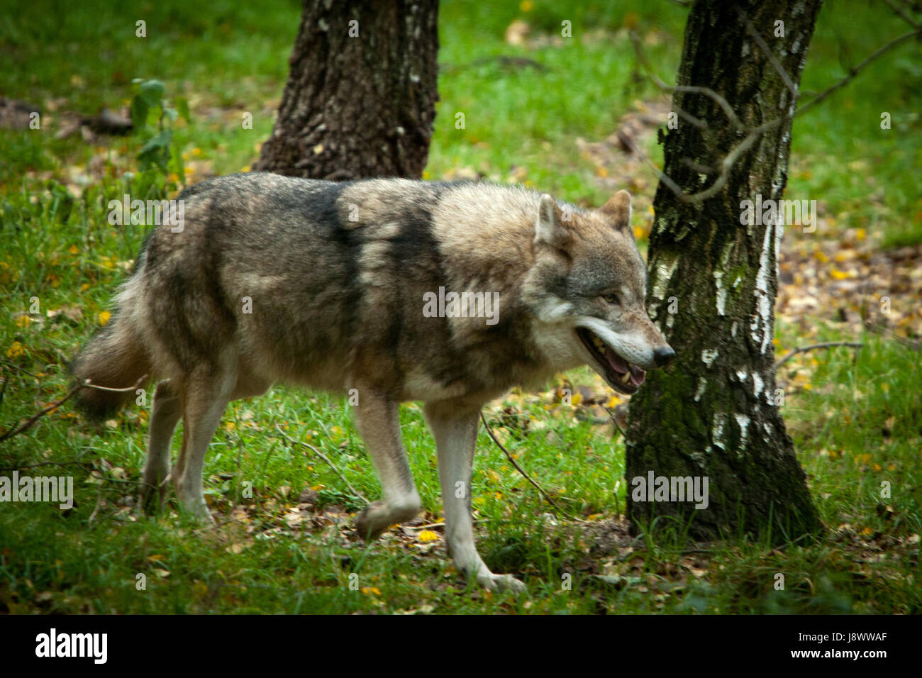 predator, wolf, wolves, wolfhound, wild animal, grey, gray, predator ...
