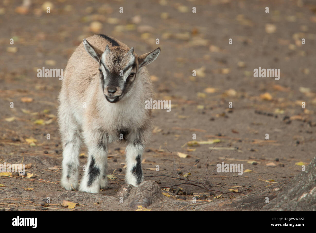 goat, ruminant, goat, goats, farm animal, hoofed animals, hoofed animal ...