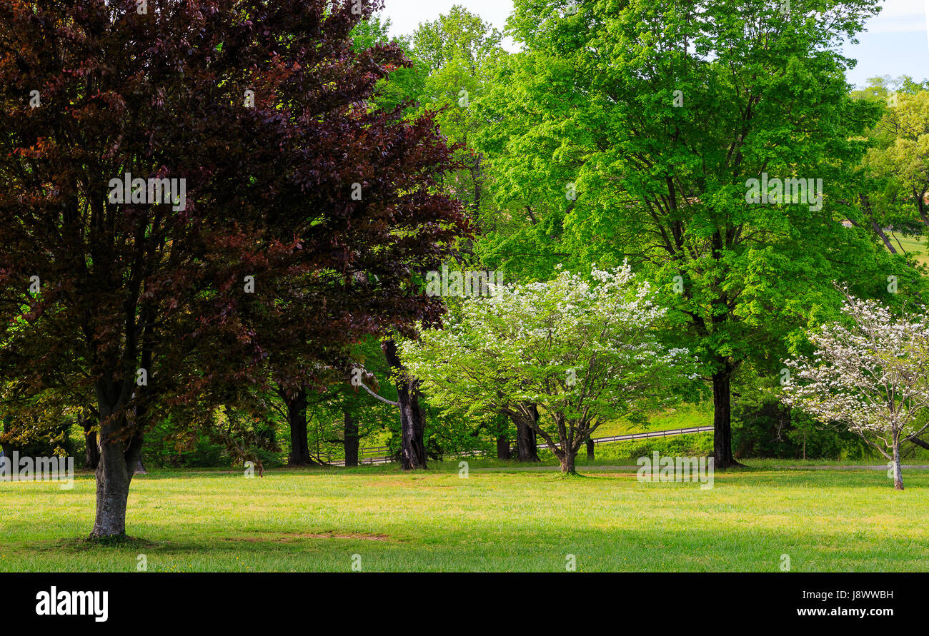 Trees are decorated with an art form of dresses from VCU fashion design ...