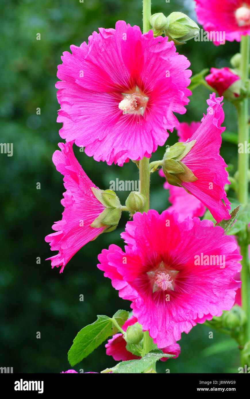 Calyx hi-res stock photography and images - Alamy