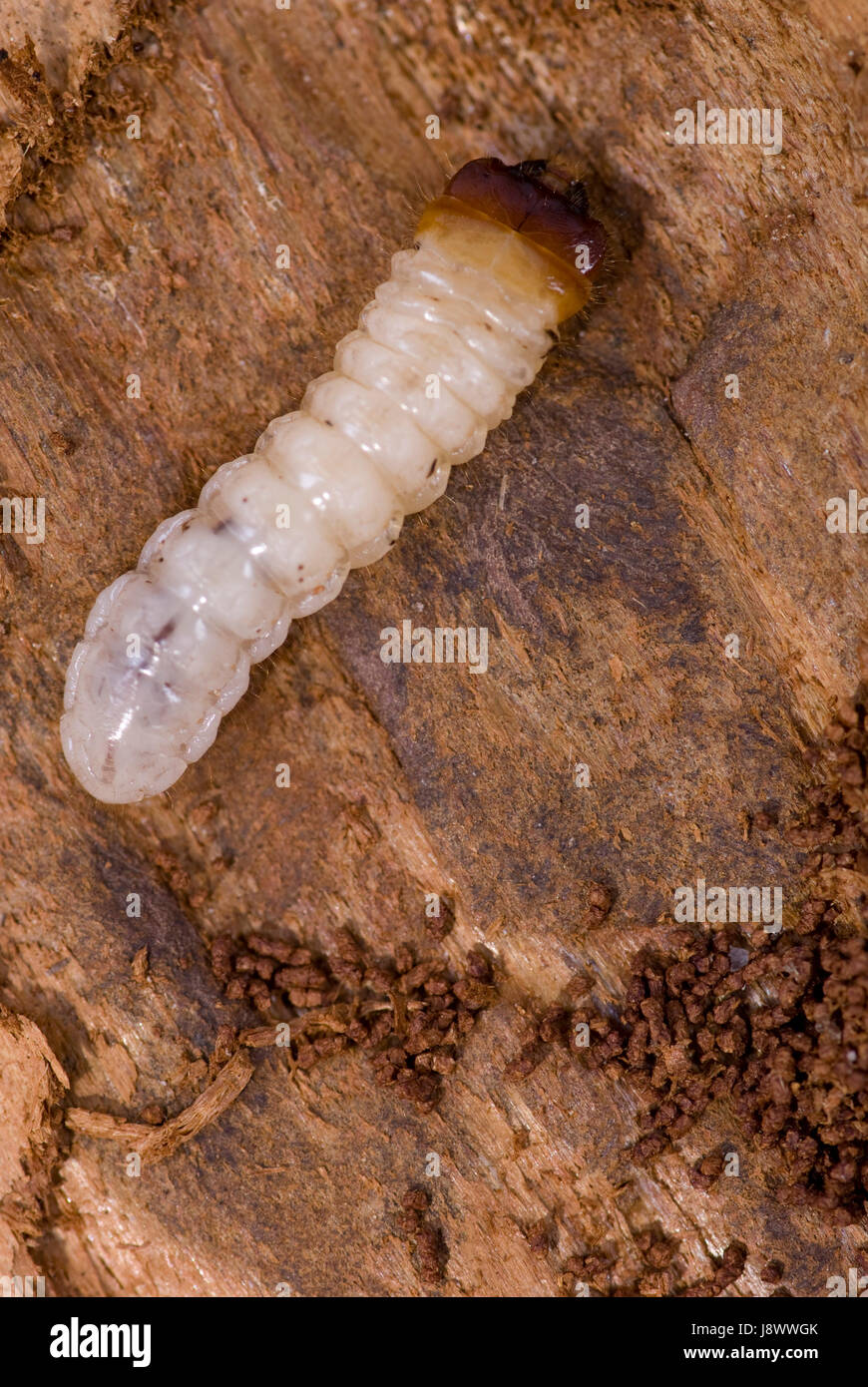 macro, close-up, macro admission, close up view, animal, insect, larva ...