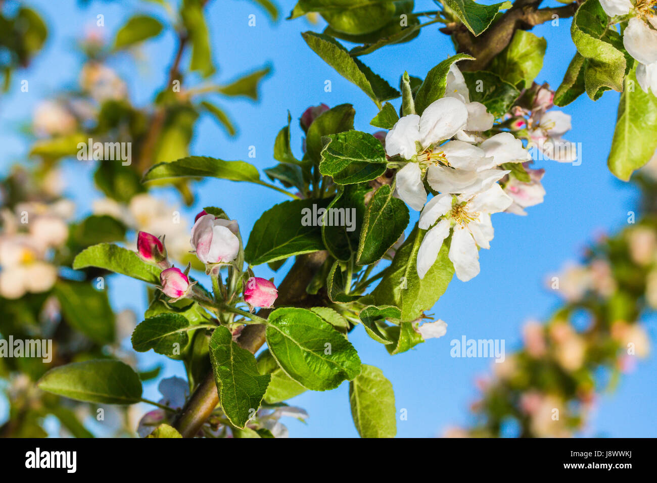 bluming apple tree Stock Photo - Alamy