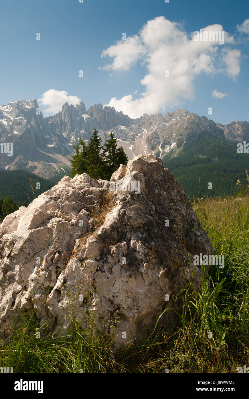 environment, enviroment, tourism, alps, summer, summerly, fir tree ...