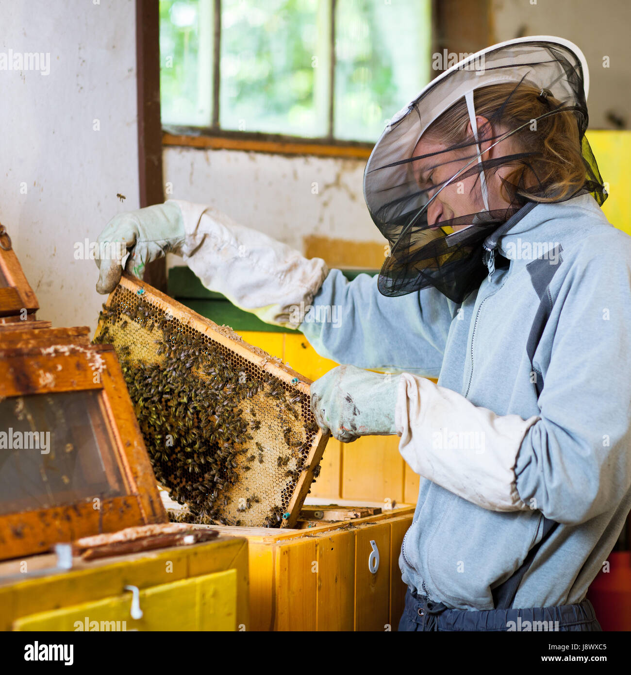 apiary, wax, honeycomb, honey, insect, bee, apiarist, beekeeper, laugh ...