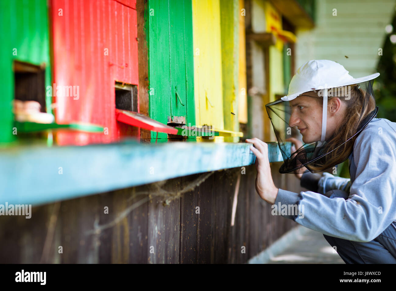 apiary, wax, honeycomb, honey, insect, bee, apiarist, beekeeper, laugh ...
