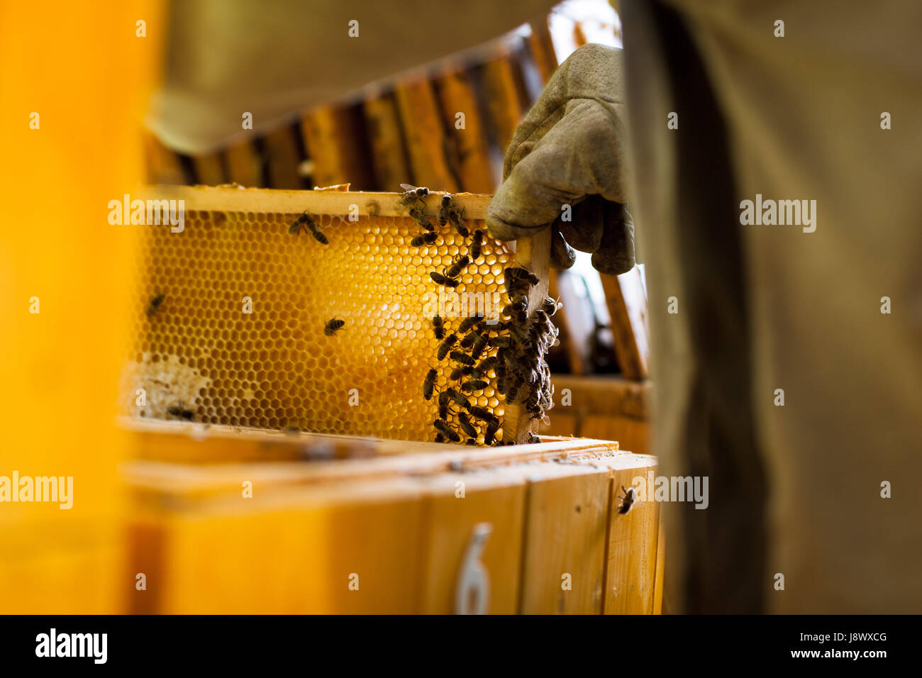 apiary, wax, honeycomb, honey, insect, bee, apiarist, beekeeper, laugh ...